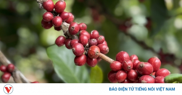 Giá cà phê hôm nay 2/11: Cà phê trong nước giảm 1.200 đồng/kg